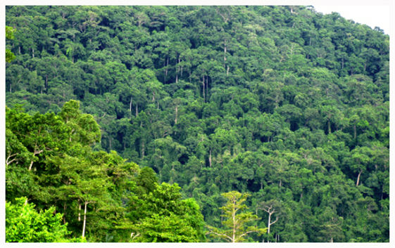 Mindoro Smorgasbord: Mt. Siburan’s Biodiversity
